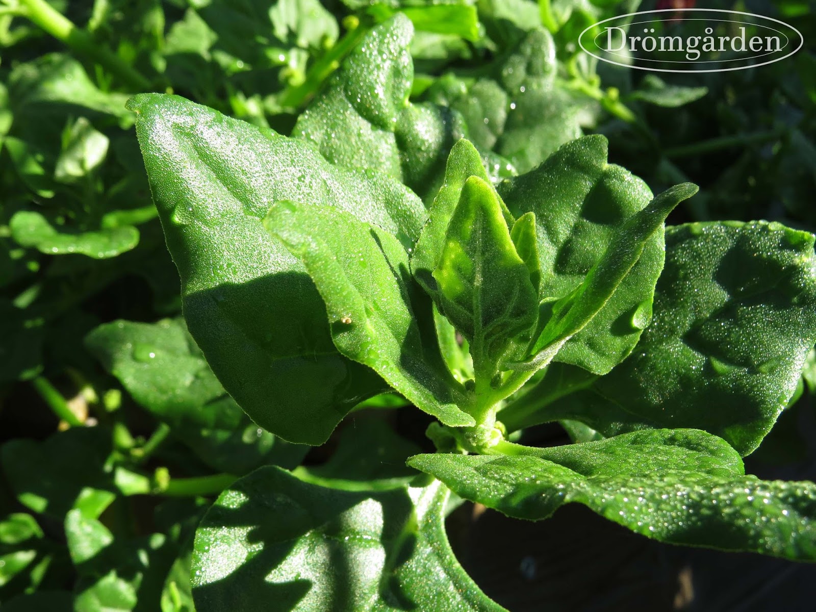 Drömgården: Nyzeeländsk spenat