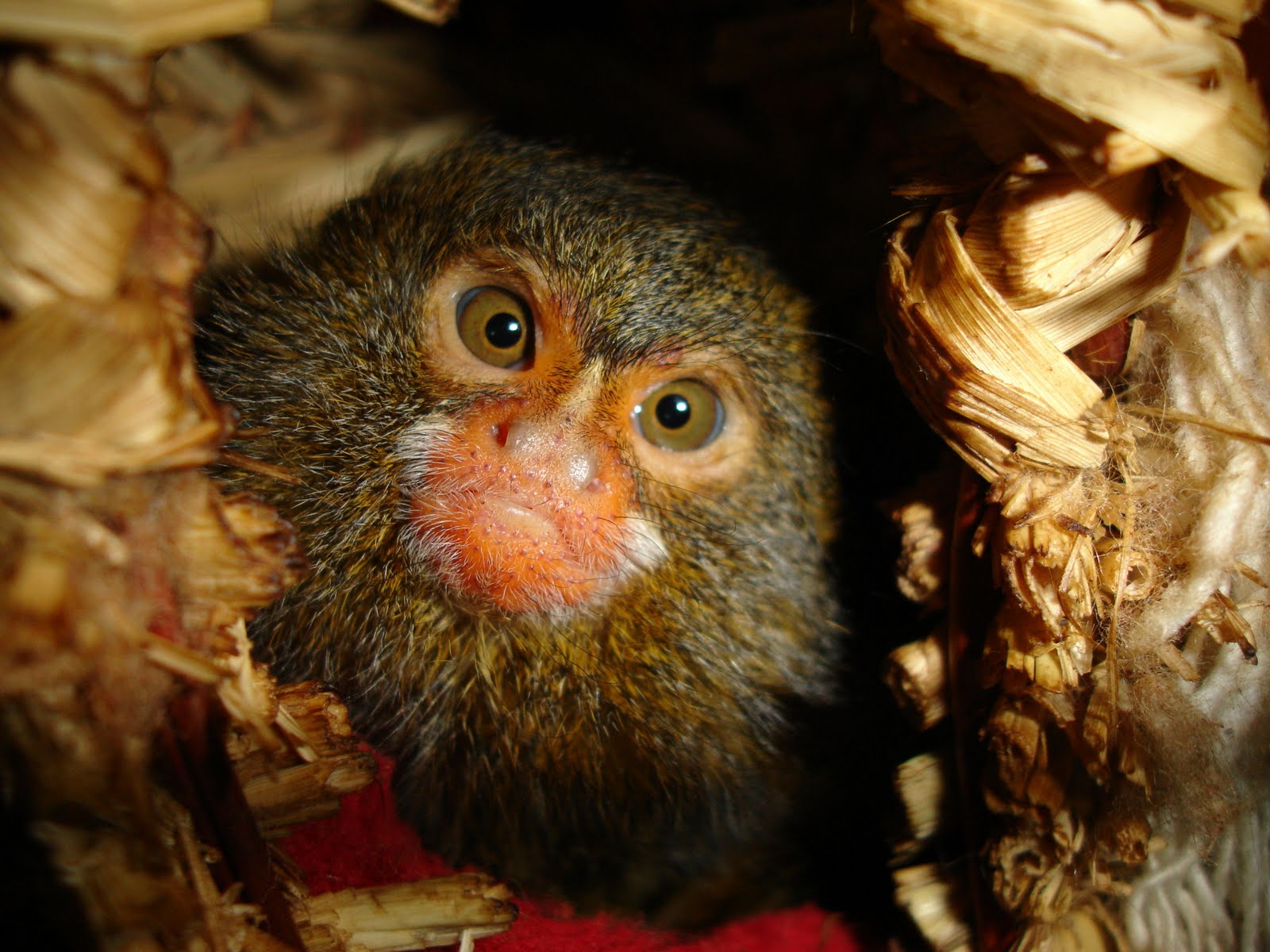 Cute Baby Pygmy Marmosets