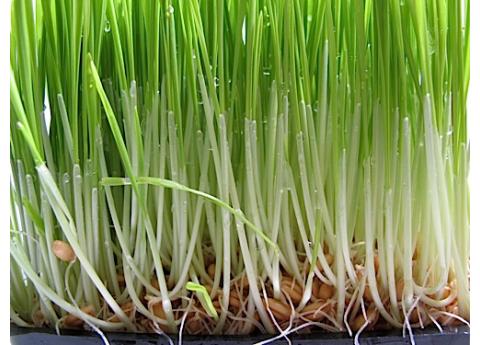 ΥΠΕΡΤΡΟΦΕΣ SUPERFOODS | ΒΟΤΑΝΟΘΕΡΑΠΕΙΑ . ΘΕΡΑΠΕΥΤΙΚΑ ΦΥΤΑ ΚΑΙ ΒΟΤΑΝΑ