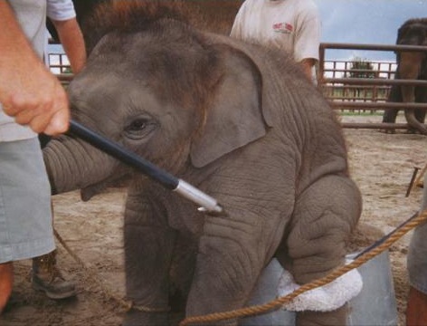 Abriendo Nuestro Interior: El Elefante Encadenado