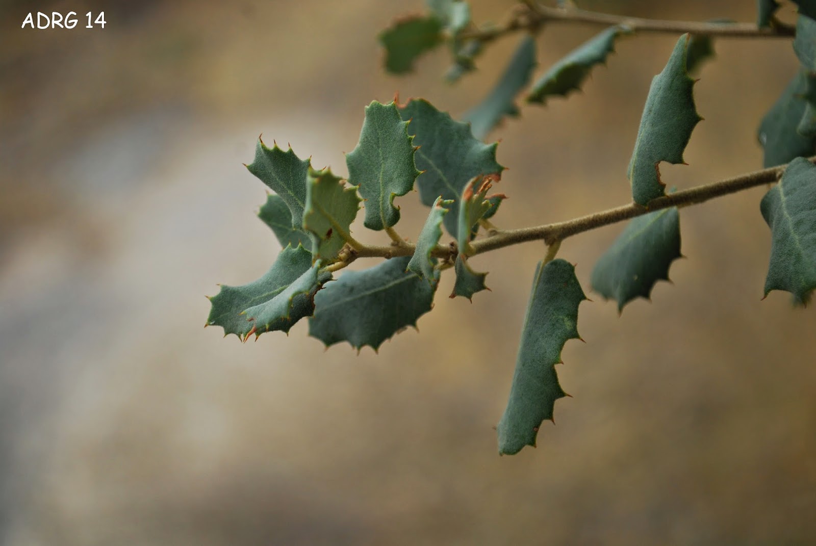 UN AMBIENTALISTA: Cuadernos de botánica: la encina