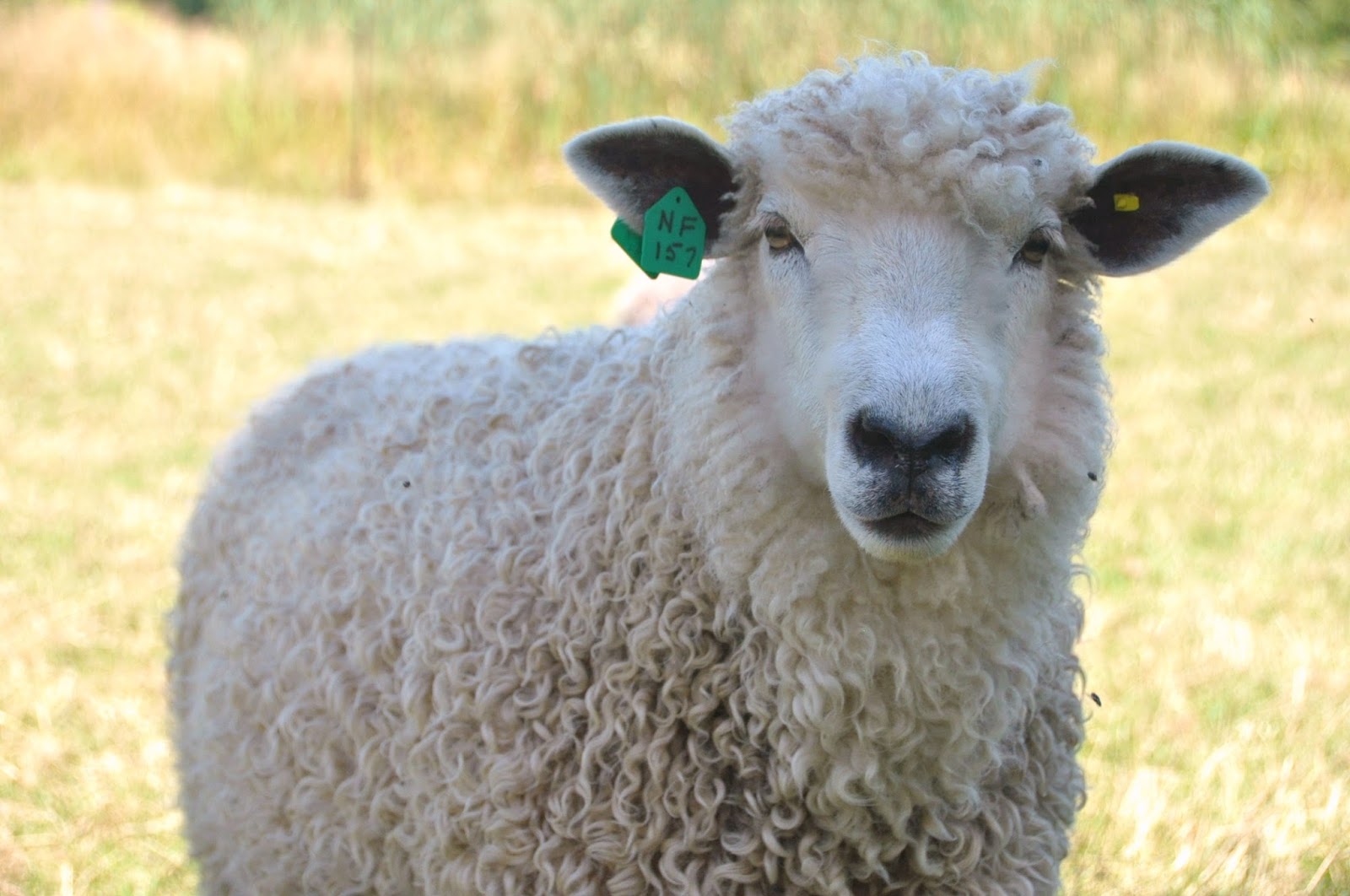 Knee Deep in Sheep: Sheep Shots