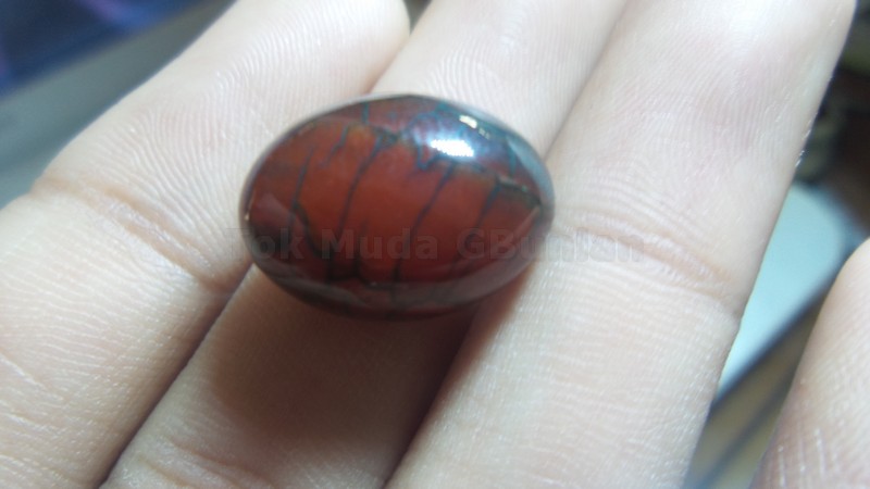 BLOG UTAMA Y.M PADUKA AYAHANDA PAY 8: JEMALA ULAR TEDUNG HITAM