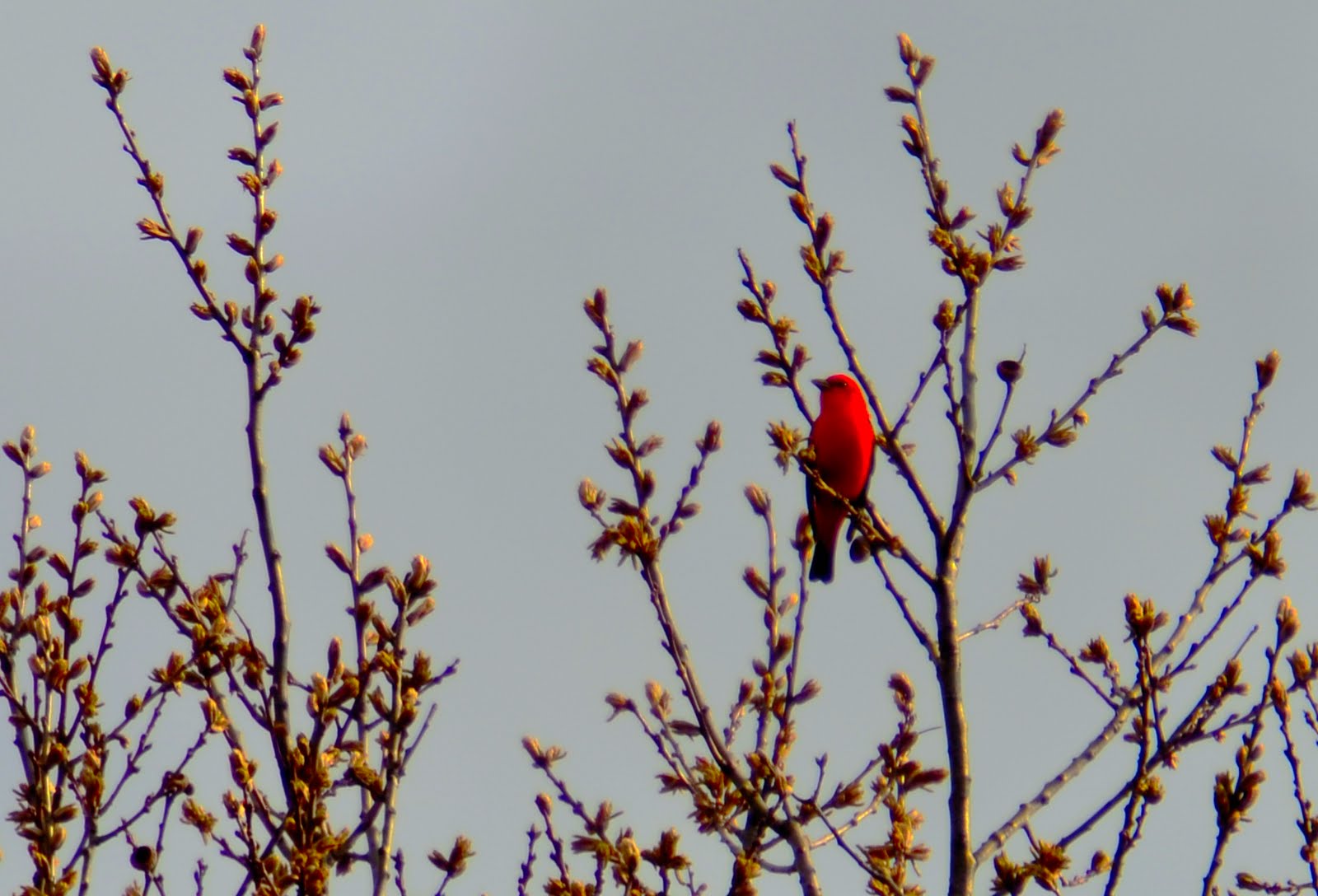 Wildlife at River Ridge: A few shots of very small birds from FAR away!