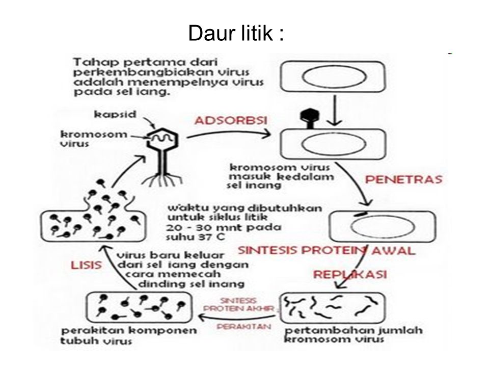 Tahap-tahap Perkembangbiakan Virus