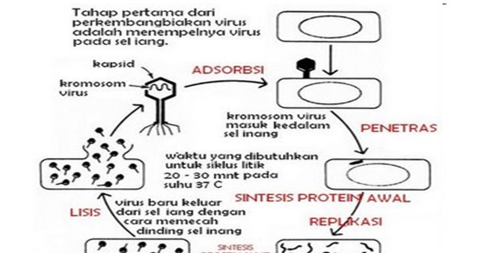 Tahap-tahap Perkembangbiakan Virus
