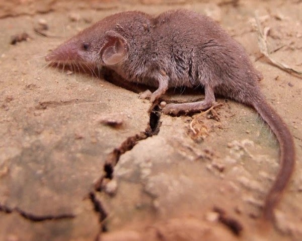 Meio Ambiente e Agroecologia: O menor mamífero terrestre conhecido no ...