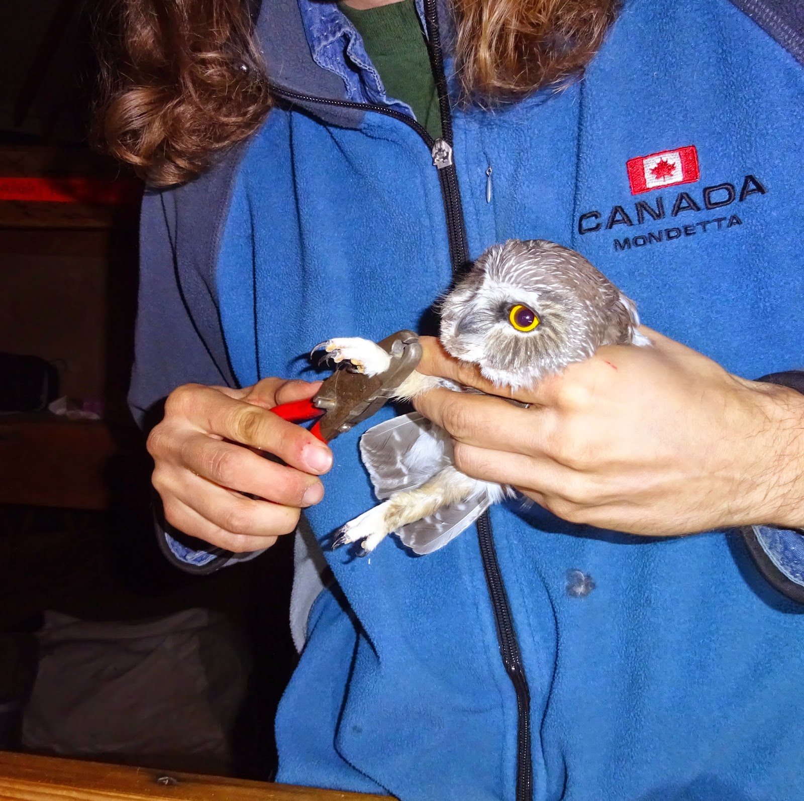 Boise Daily Photo: Owl Banding