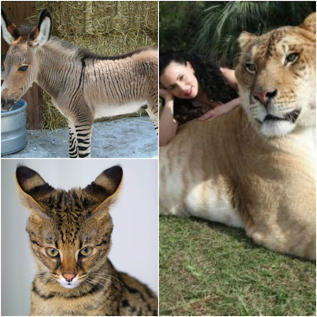 10 Bizarre Hybrid Animals ~ ViralYani
