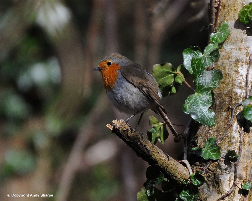 Pilley Bridge Nature Reserve