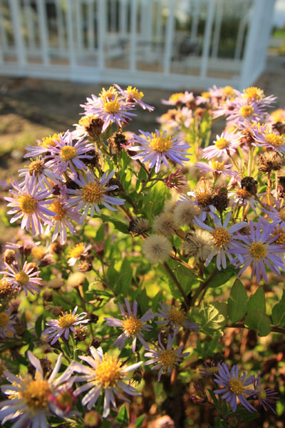 Staudefeen: De kære asters
