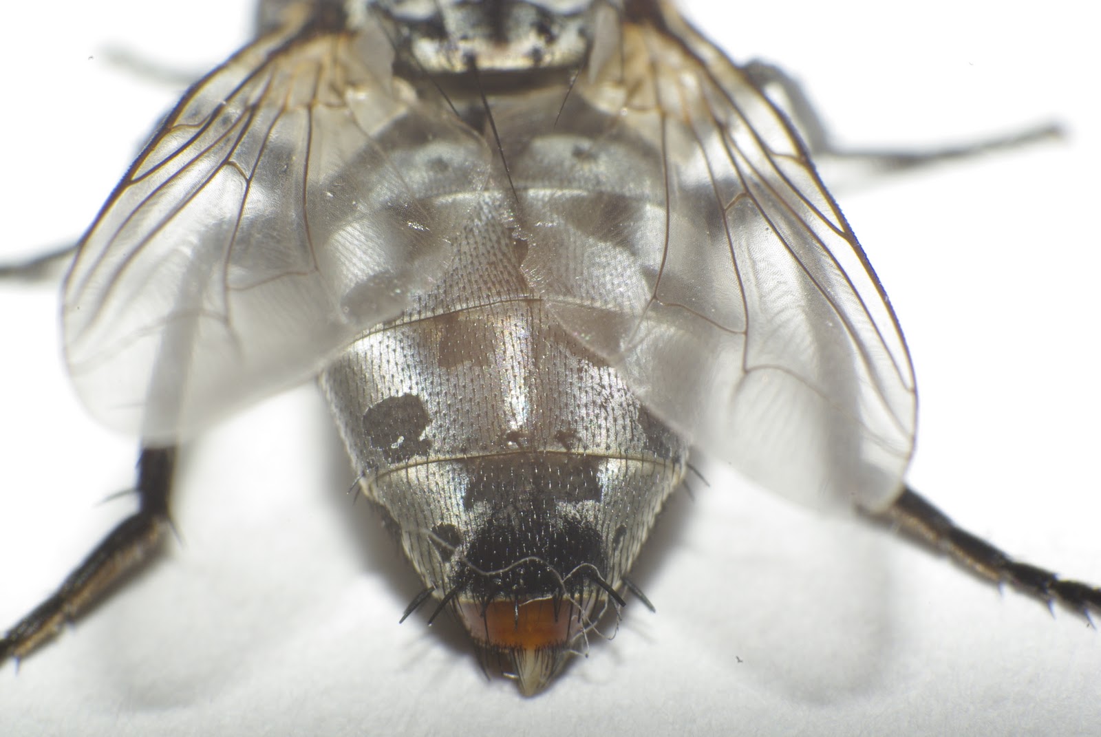 EL OJO DE SAUROOM: Macro de un moscón