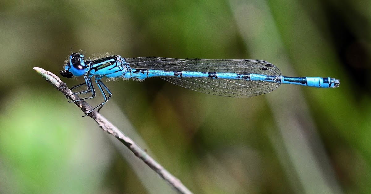Isle of Wight Dragons: Southern Damselfly in The New Forest.