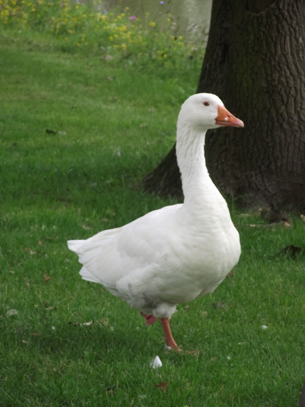 In één foto...: Gans