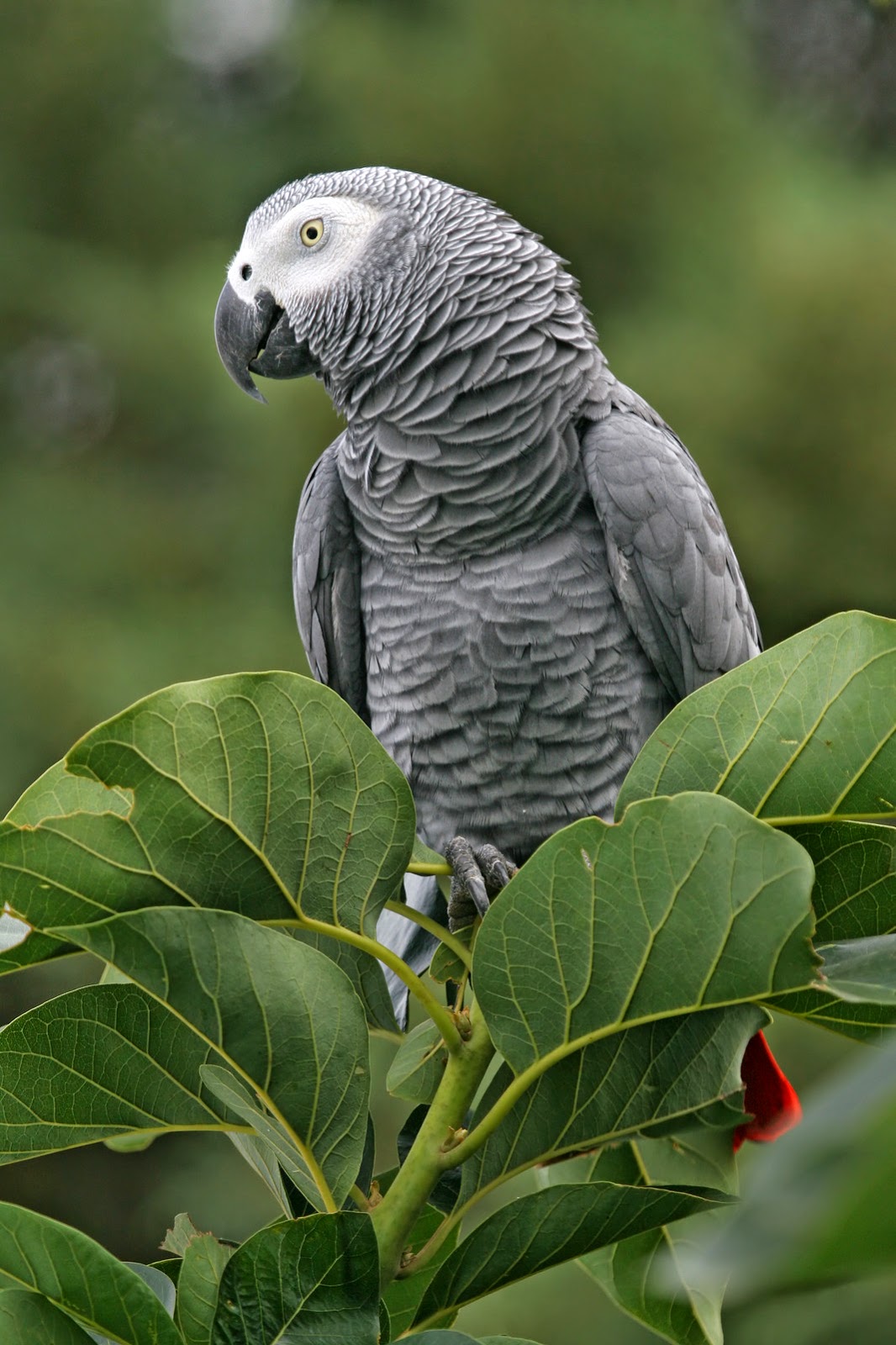 Dejando huella: Los Yacos o loro gris de cola roja