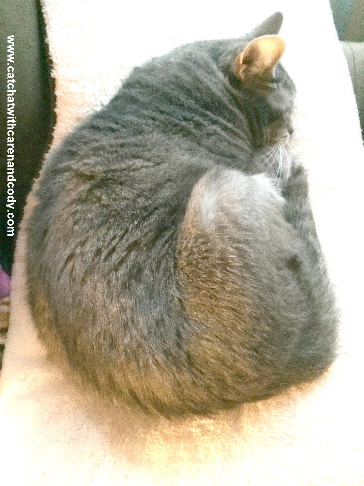 Cat and DOG Chat With Caren: Cat Product Review and Give-Away: YOUR Cat ...