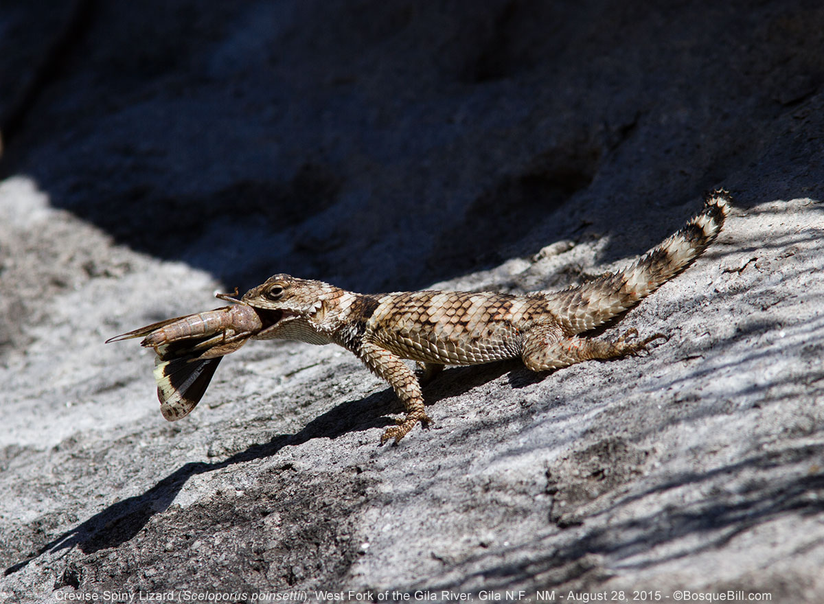 Bosque Bill's Backroads: Southwest Ode Blitz 2015