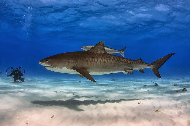 Andy foto natura: Tiburon tigre