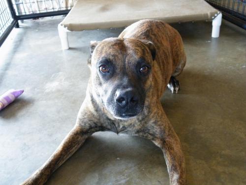 Life's the Pits... Bulls that is: Bull-Boxer Pit