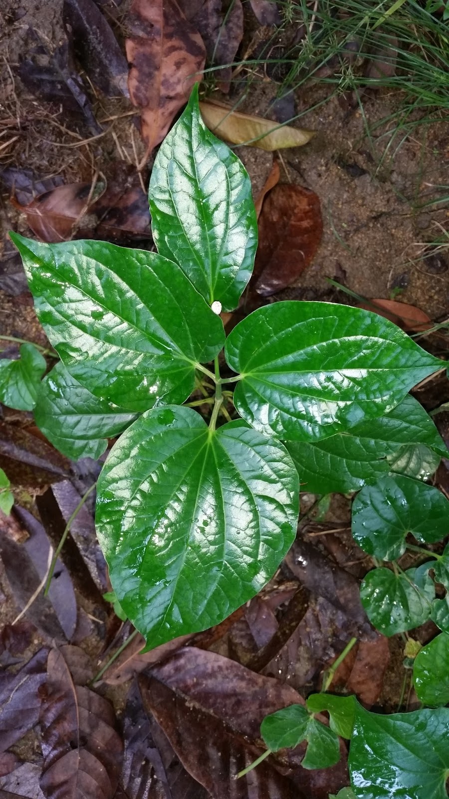 Warisan Petani: Pokok Kaduk.