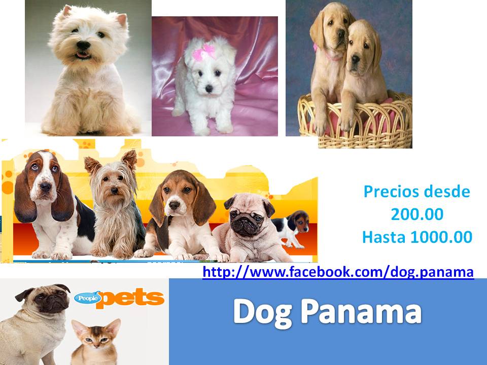 Dog Panama Perros en Panama : Mascotas que Ofrecemos