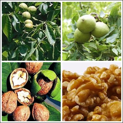 Blog Cikgu ERT: Kekacang