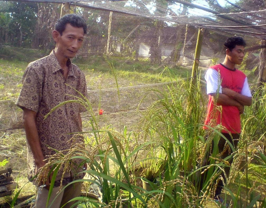 Hasil Penemuan Surono Menyebar ke Seluruh Indonesia | CONTOH TAMPILAN