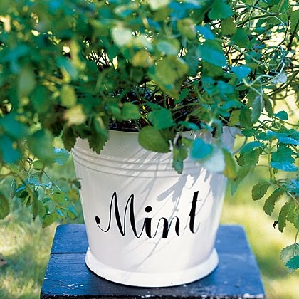 Emma's Home Ideas : 3 Amazingly Creative Ways to Use Mint