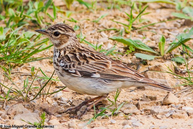 AVES DEL CIELO - BIRDS OF HEAVEN: LARK-ALONDRAS(Alaudidae)