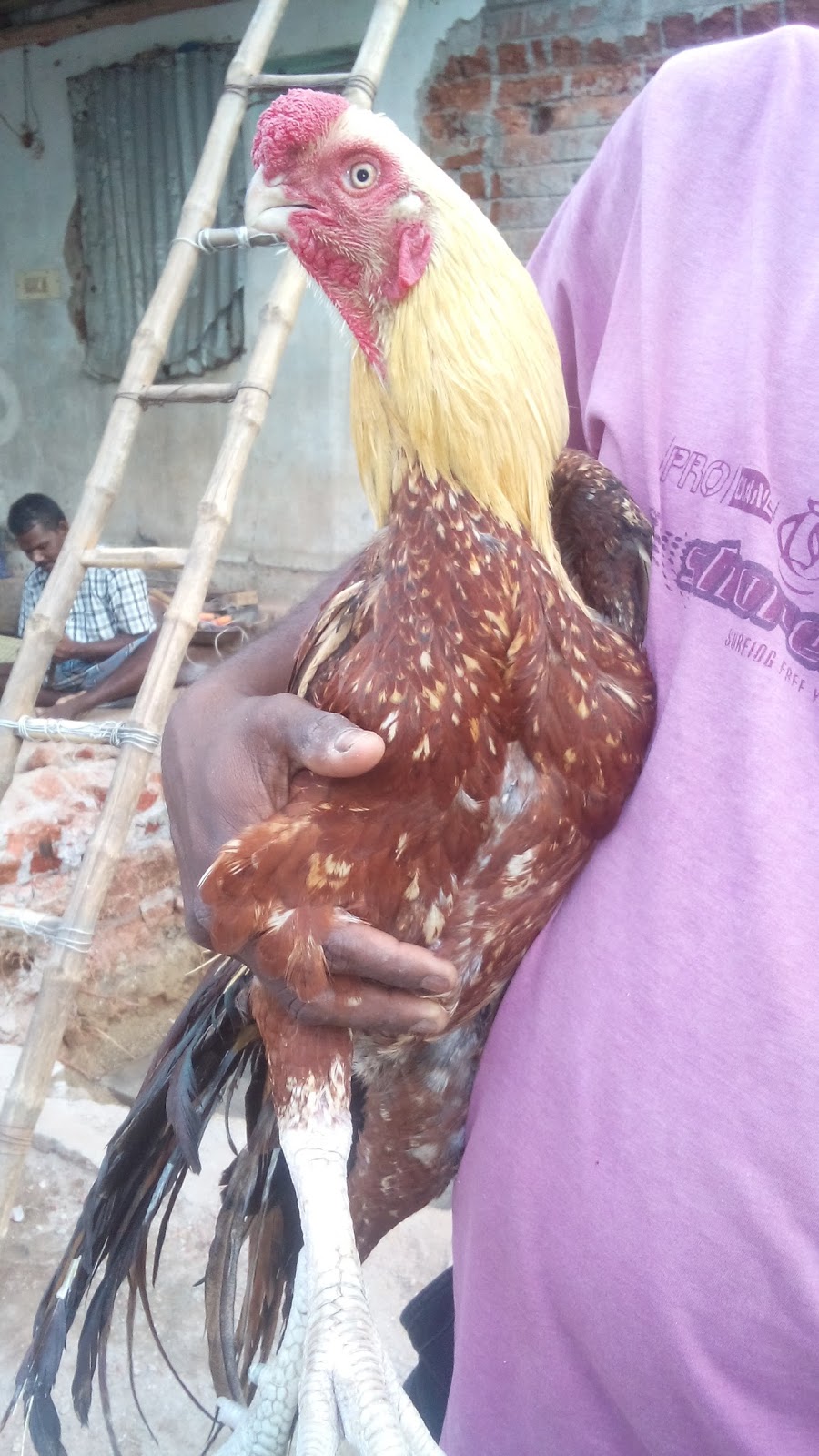 Indian Parrot Nose Asil Birds Lovers : Raising Chickens for Meat: Do-It ...