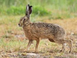 Els animals: Els animals del bosc