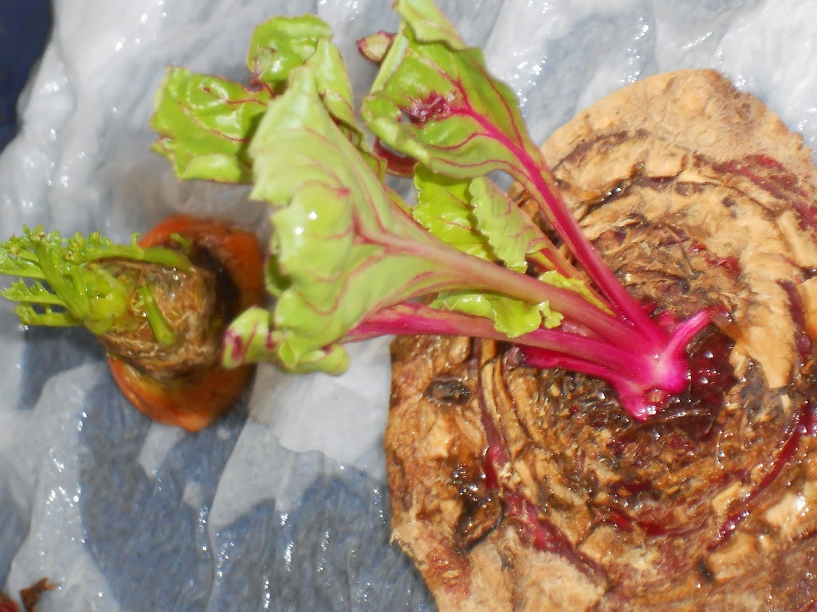 My Tropical Organic Garden: Regrowing Veggies with Kitchen Scraps