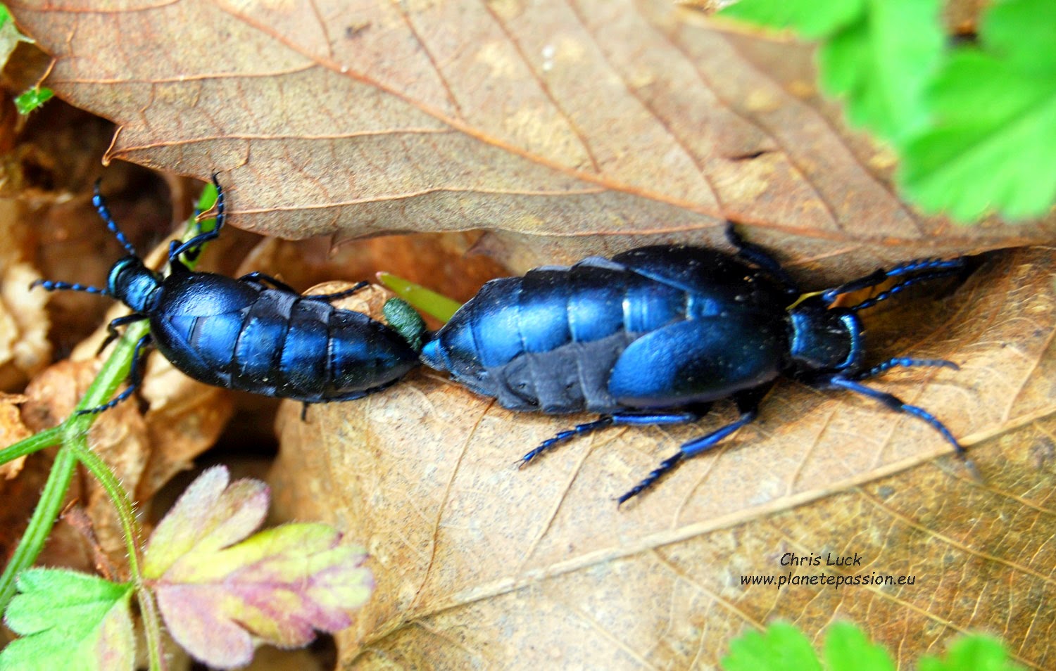French wildlife and beekeeping: Violet Oil Beetle in France
