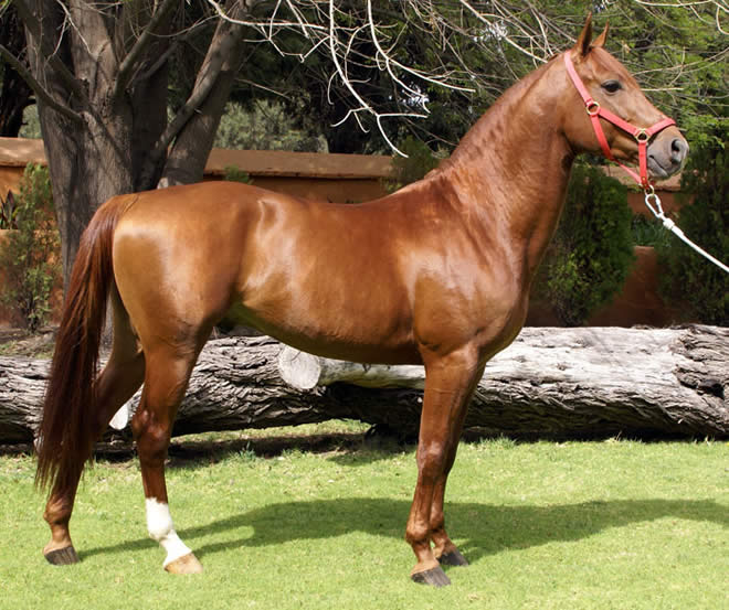CENTRO ECUESTRE TORDESILLAS: Las Capas y Marcas de los Caballos.