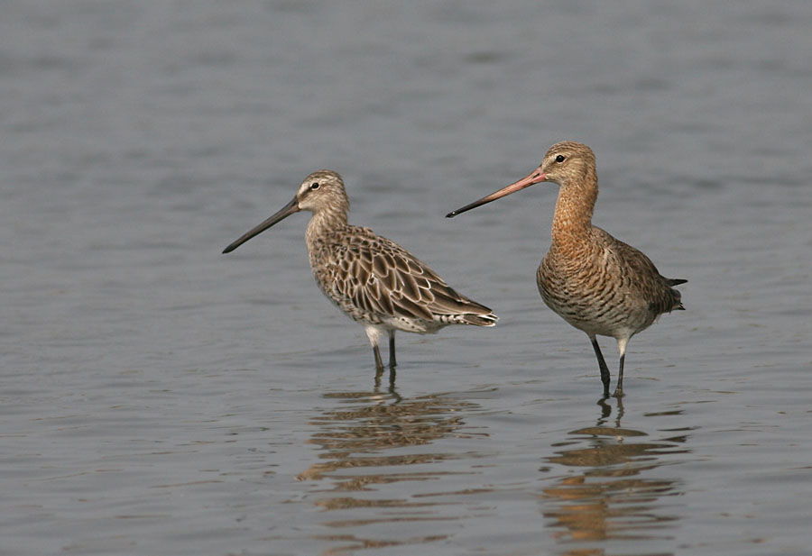 Asian Dowitcher