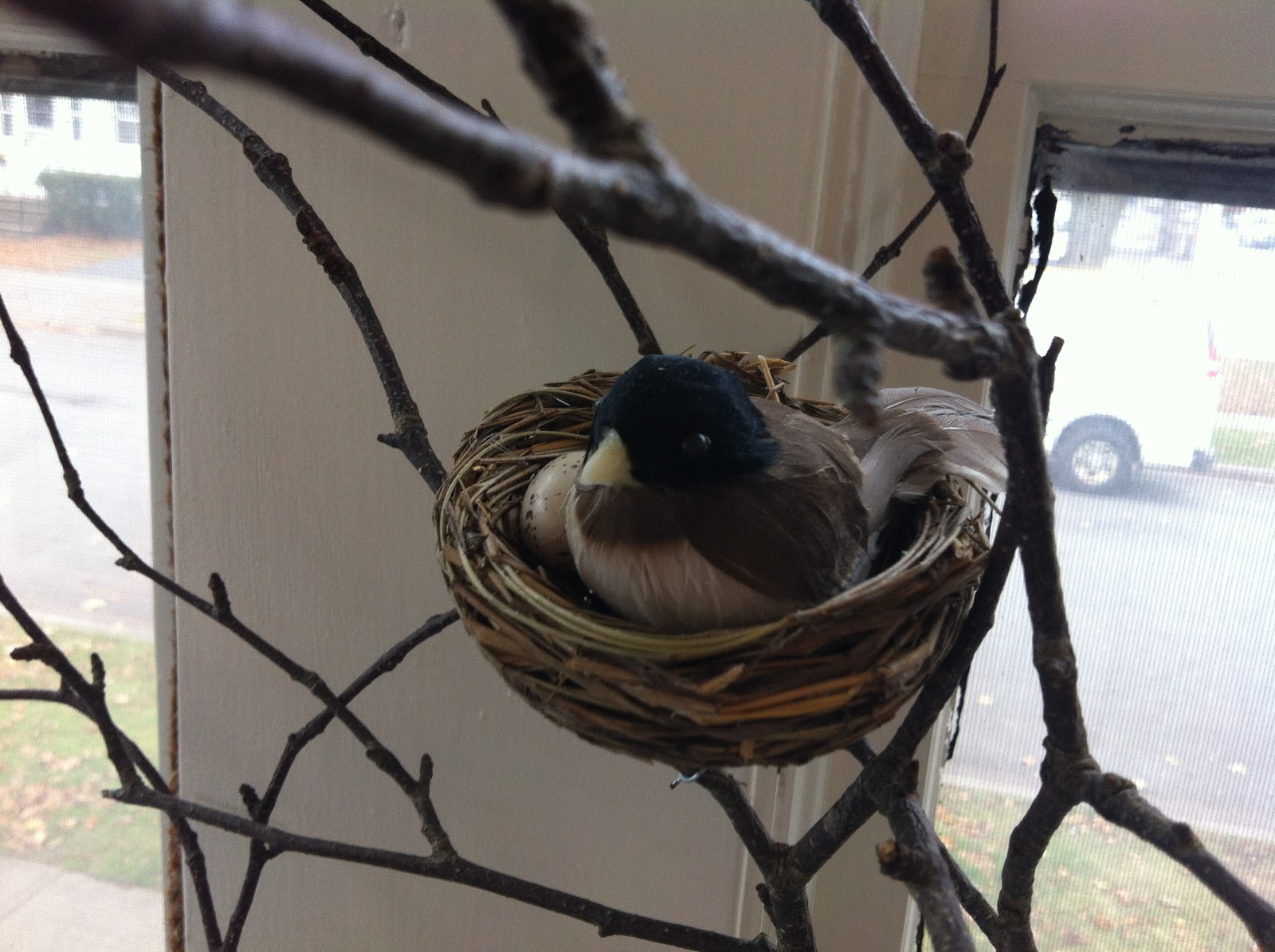 Michelle's Maple Tree: November 2012