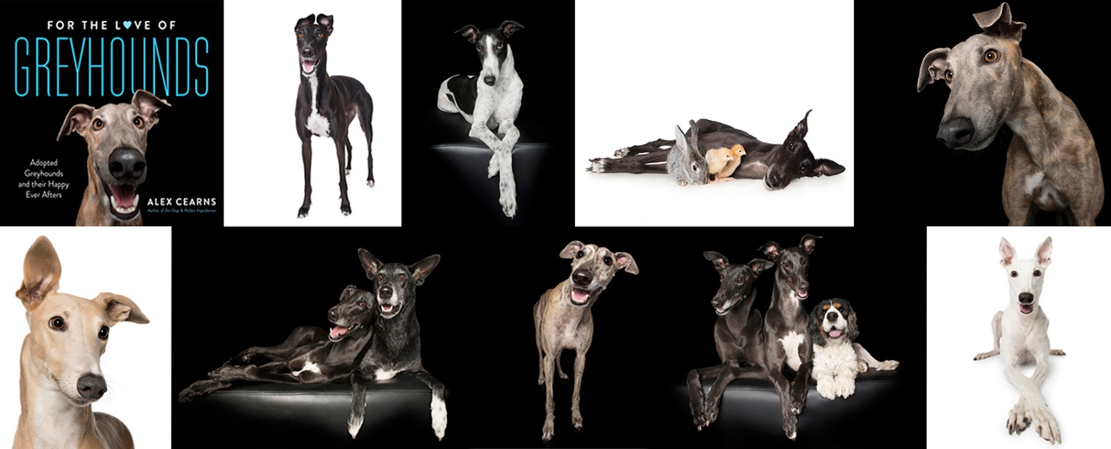 Are Greyhounds Loving