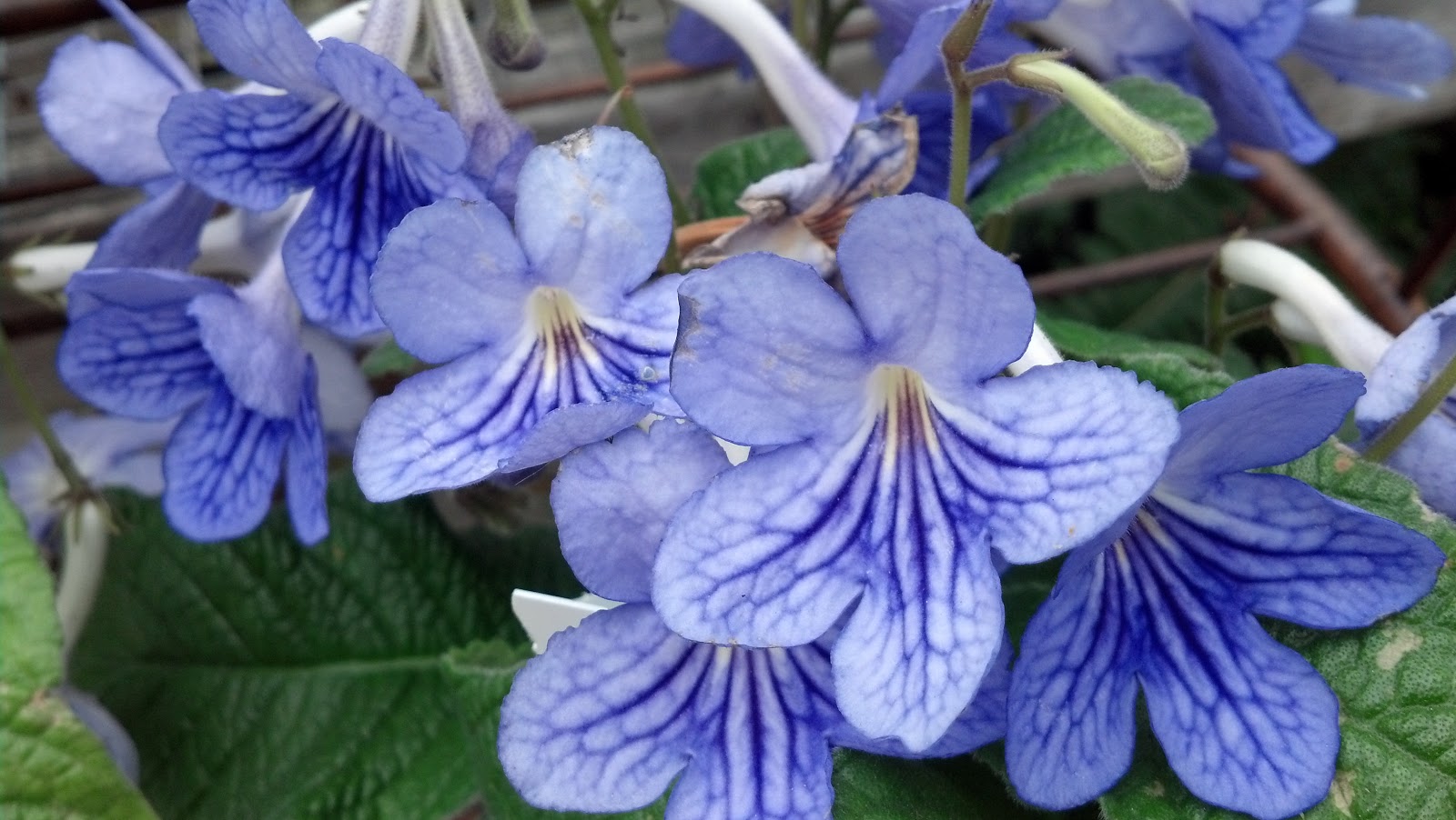 salted sugared spiced™: Roasted Chicken with Pan Gravy