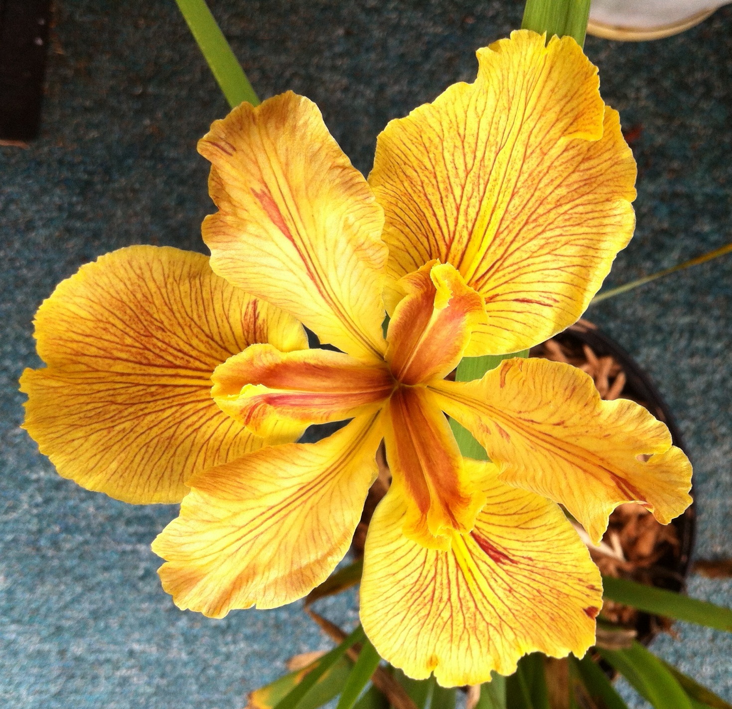 World of Irises: The Diversity of Color in Louisiana Irises - "Unusual ...