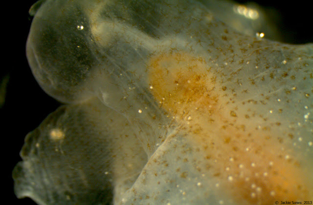 The Natural History of Bodega Head: Angel on the sand