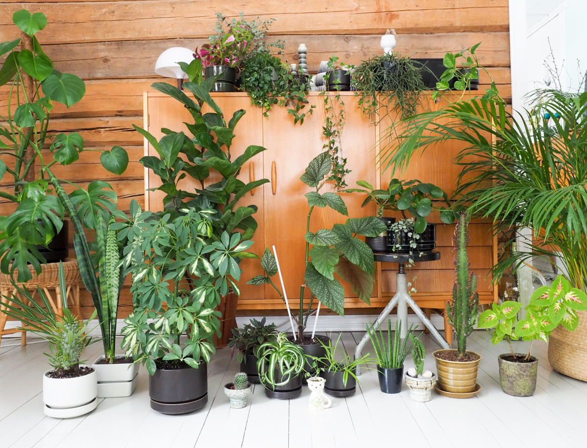 Viherkasvien keväthuolto — Keltainen kahvipannu