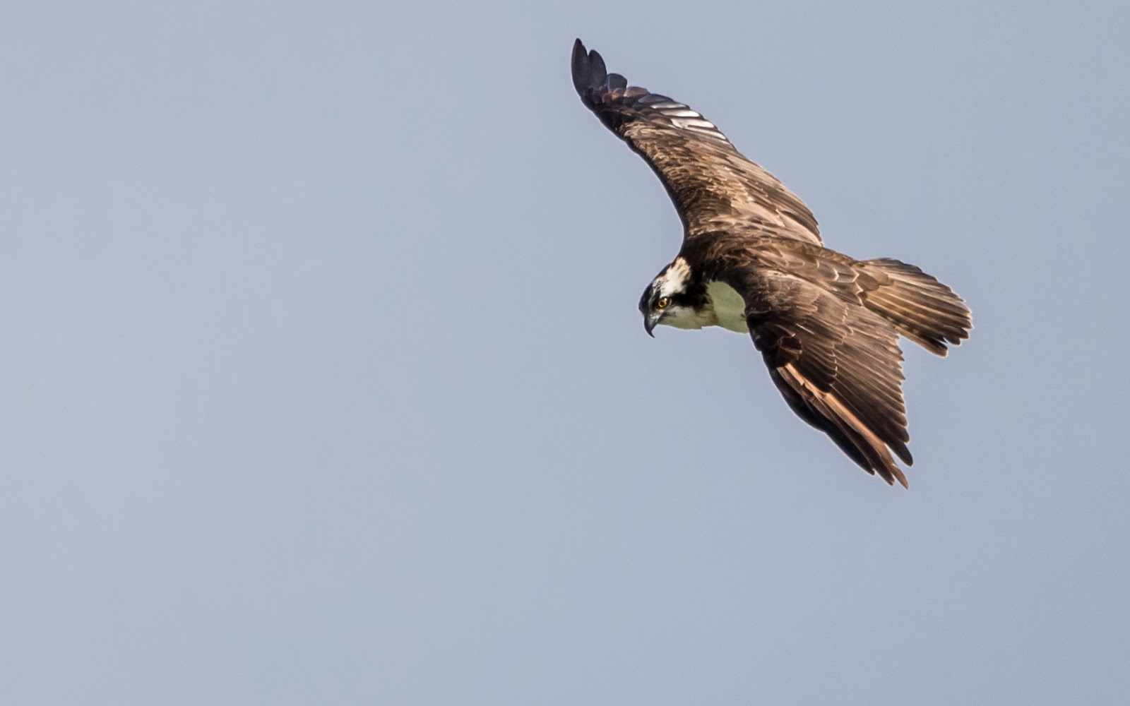 Dave McCulley Photography