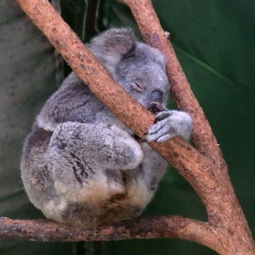 Amazing Koala: Endangered Species, Koalas Facts, Photos, Information ...