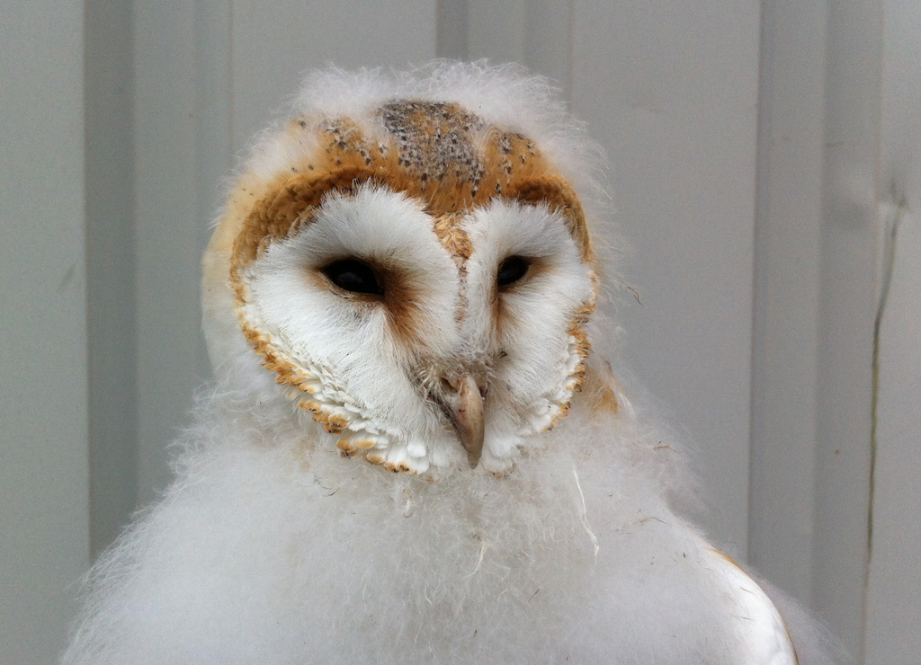 Gower Wildlife: Barn Owls in Gorseinon