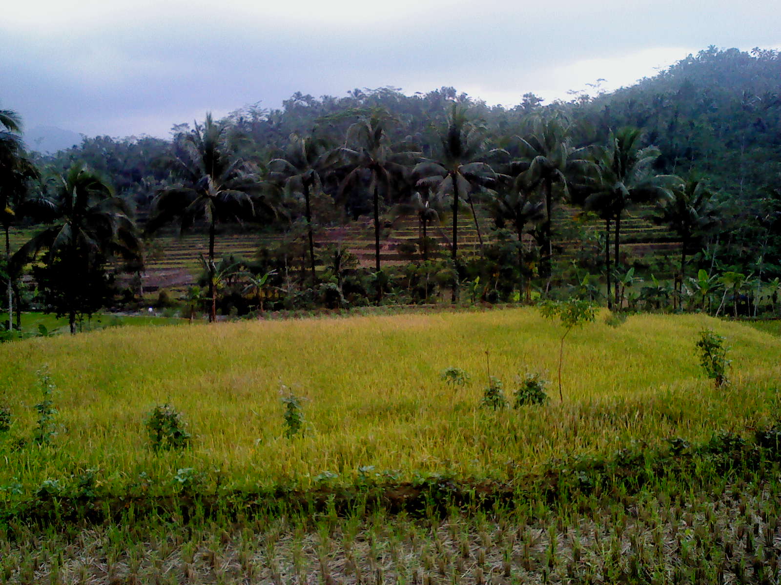 Kramat, Karangmoncol, Purbalingga