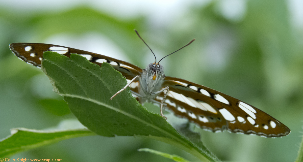 Postcards from Sussex: Great Southern White meets Lemon Pansy