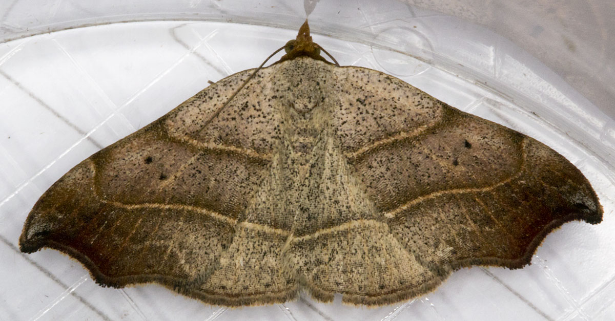 Farthing Downs Moths | Naturally