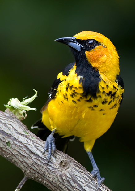 Bellas Aves de El Salvador: Icterus pectoralis (chiltota de pecho ...