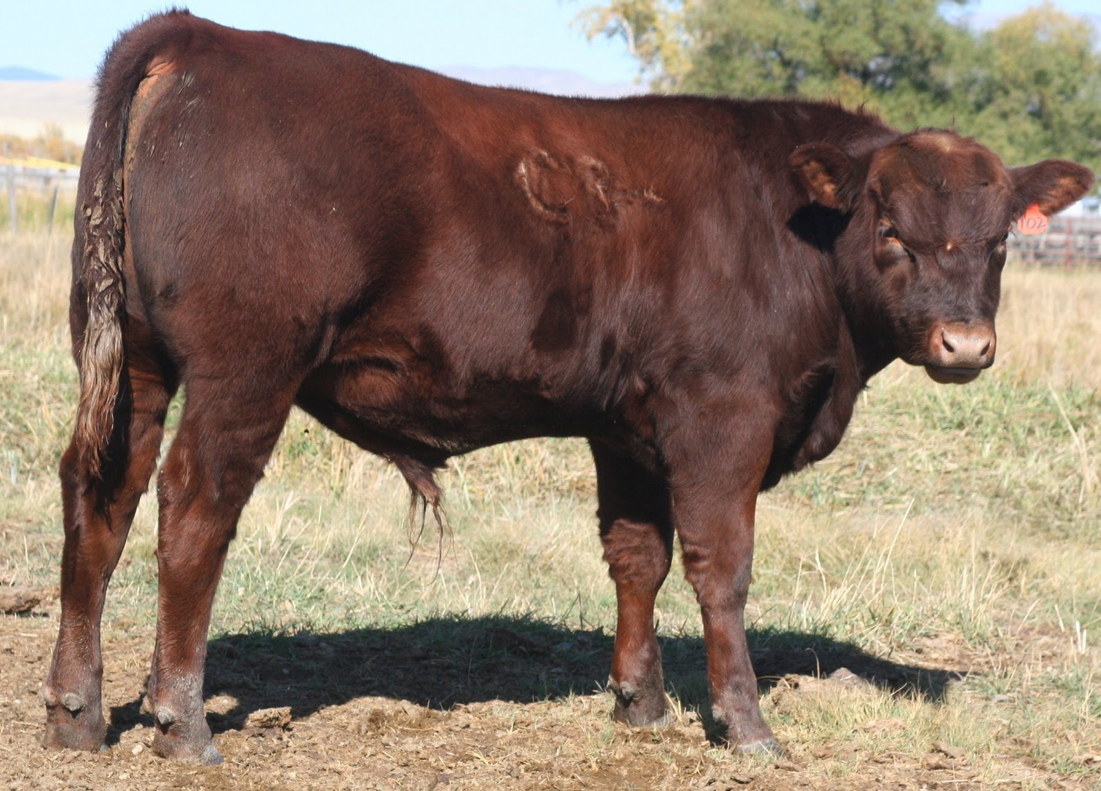 -C Bar C Ranch -C: Big Hole River Red Angus