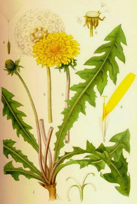 Emu Farming Made Easy: Going With The Flow